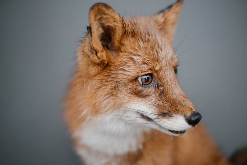 Wet Fox after Rain on a Walk in the Park - in Nature Stock Image ...