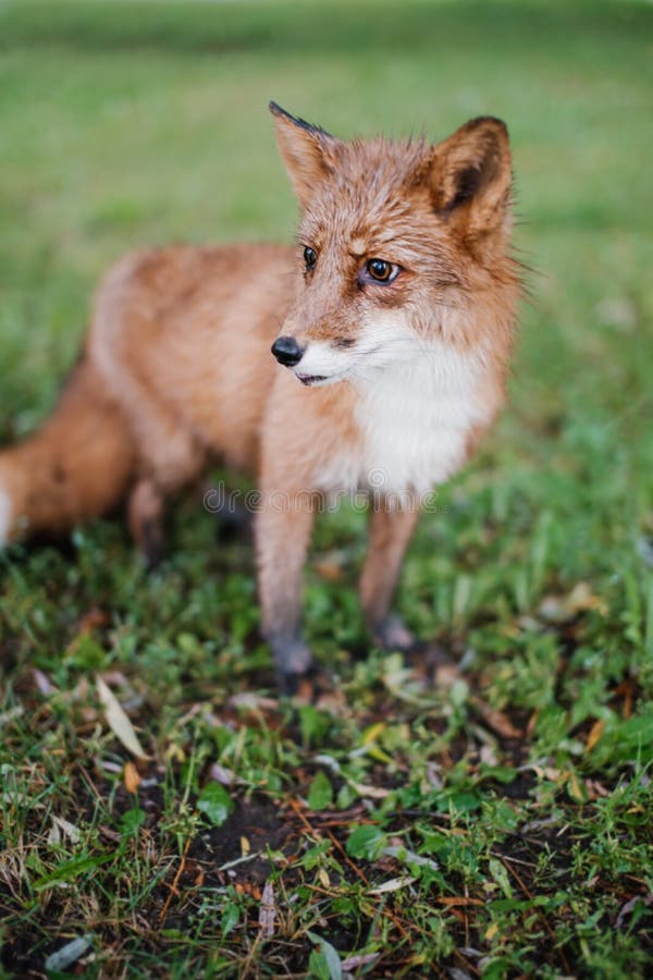 Wet Fox after Rain on a Walk in the Park - in Nature Stock Image ...