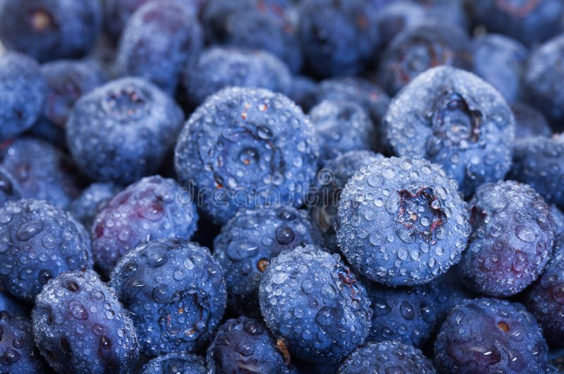 Wet Fresh Blueberries Berries Stock Photo - Image of fresh, bilberry ...