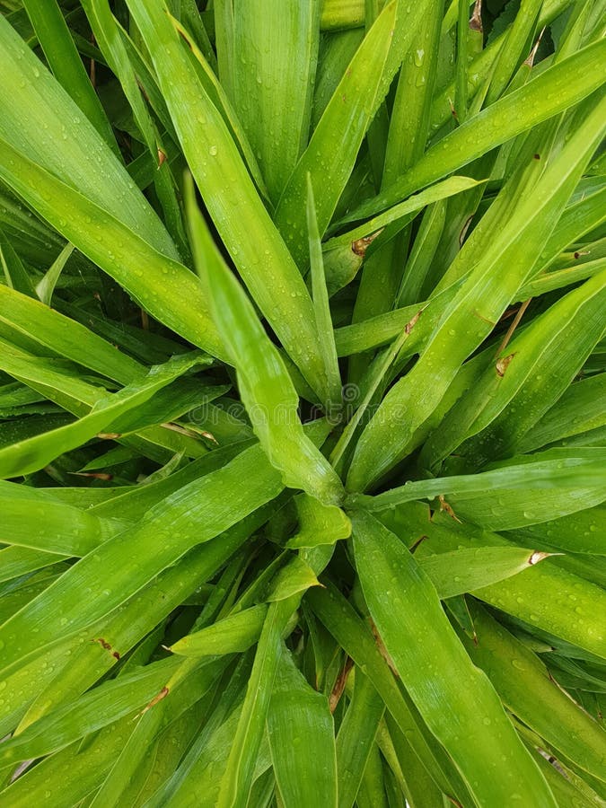 Wet and fresh reed growing stock photo. Image of grow - 180075518