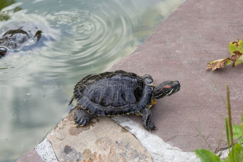 Wet Freshwater Turtle Crawled Out of the Pond on Rock Stock Photo ...
