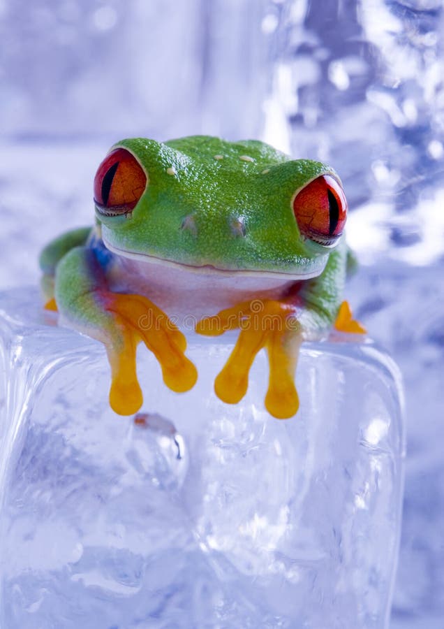 Cold frog stock image. Image of cold, amphibians, damp - 1890391