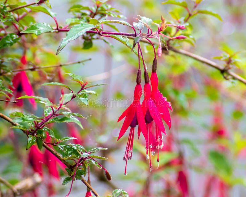 Wet Fuchsias stock image. Image of sapling, droopy, bloom - 94097045