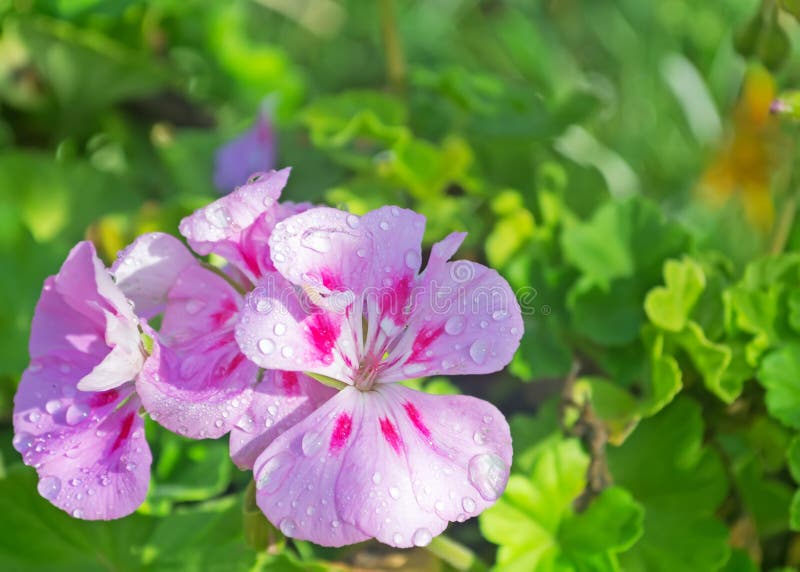 Wet geranium stock photo. Image of droplet, plant, vegetation - 34144158