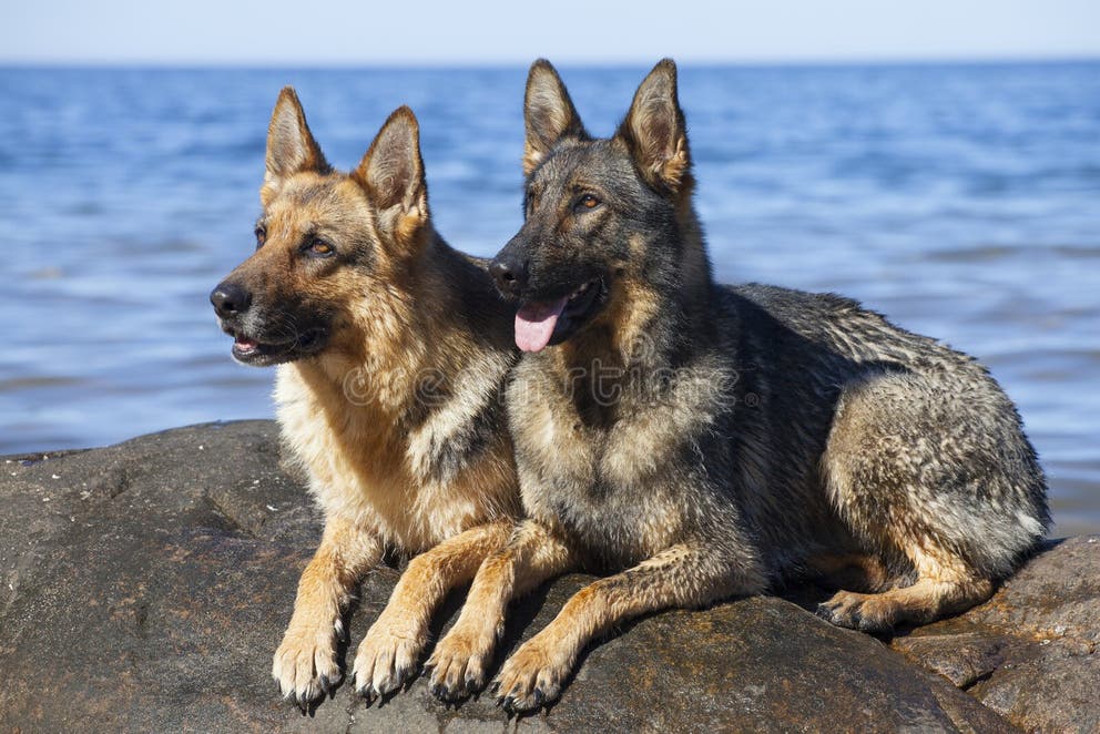 Wet German shepherds stock image. Image of undercoat - 31933967