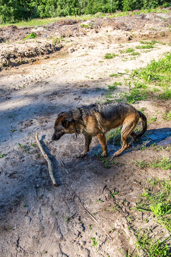 A Wet German Sheppard with a Stick Stock Photo - Image of shepard, walk ...