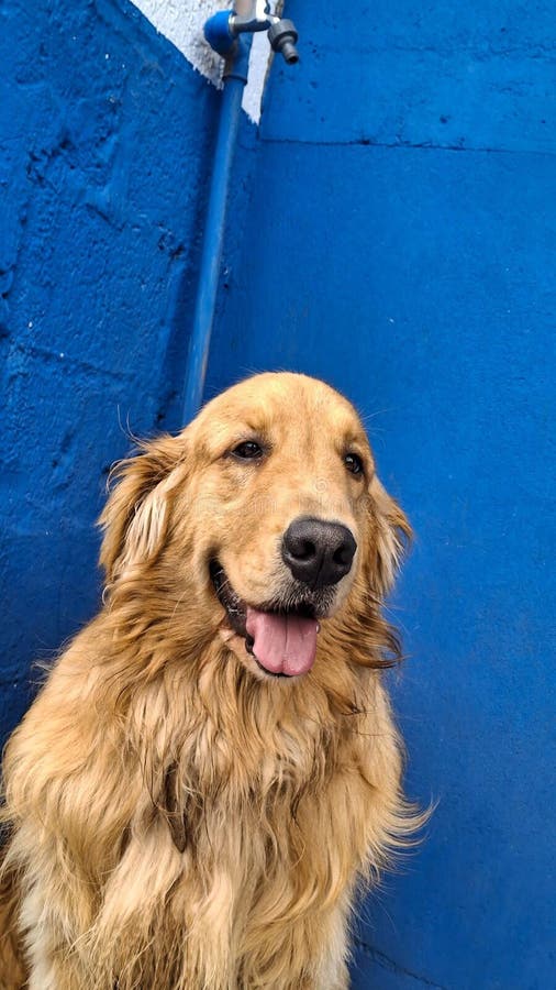 Wet Golden with a Friendly and Sweet Face Stock Image - Image of ...