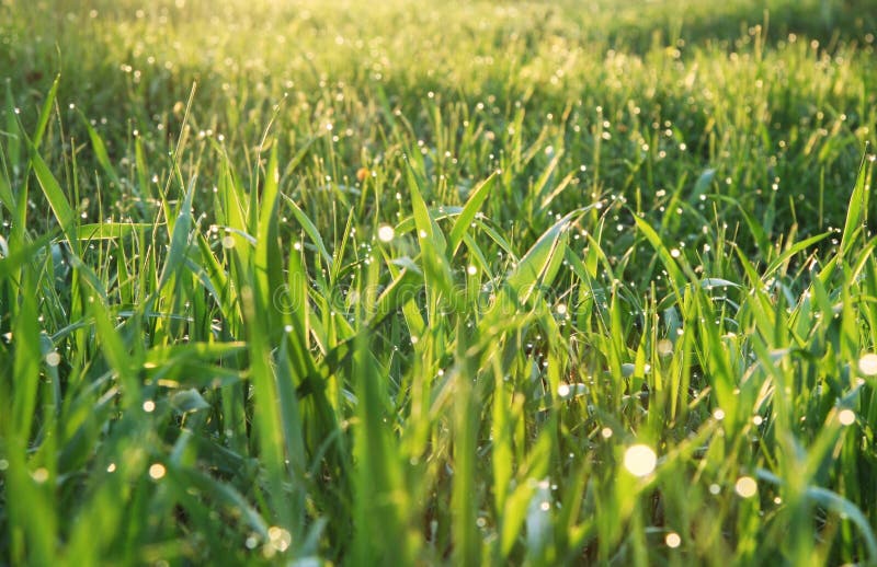 Wet grass stock image. Image of condensation, gardening - 4251773