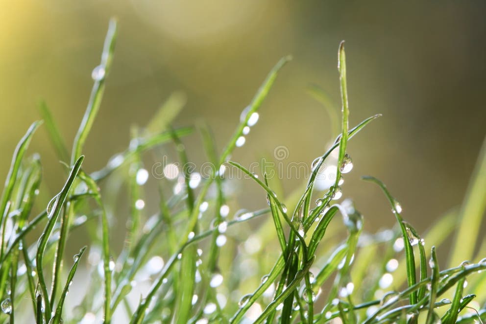 Wet grass stock image. Image of condensation, grass, lawn - 4374215