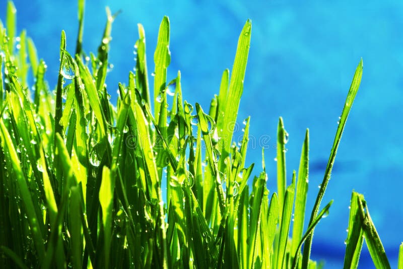 Wet grass stock image. Image of spring, condensation, grass - 5236009