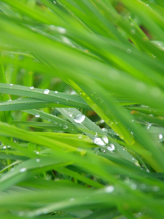 Wet Grass Closeup - Green Background Stock Photo - Image of drops ...