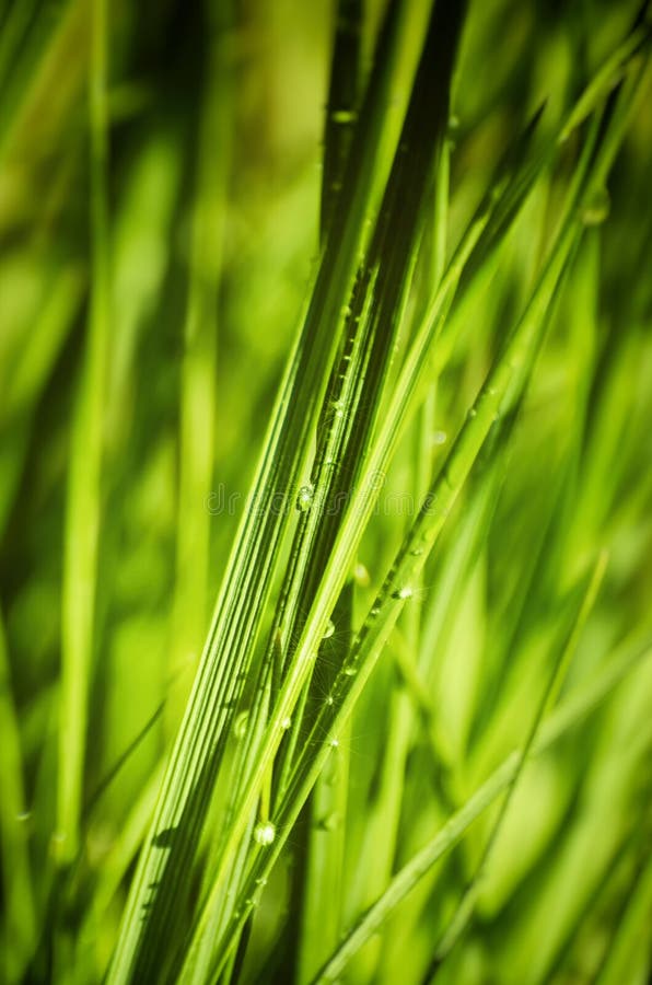 Wet Grass stock image. Image of background, morning, natural - 71640739