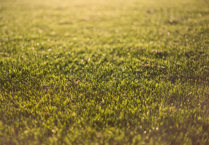 Wet grass in sunlight stock photo. Image of landscape - 45274256