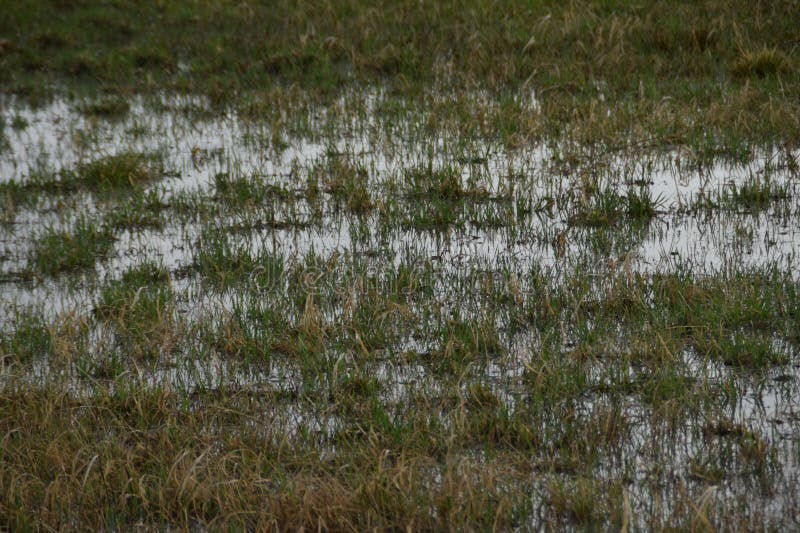 A Wet Grassland stock image. Image of field, marsh, wildlife - 377012081