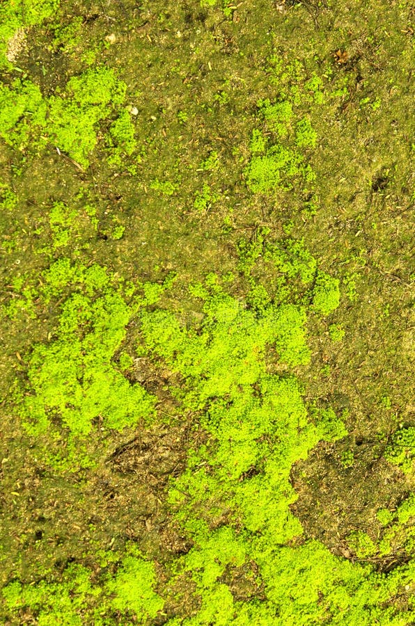 68+ Algae texture background Free Stock Photos - StockFreeImages