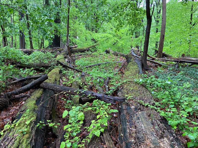 Wet Green Forest and Fallen Trees in Spring in May Stock Photo - Image ...