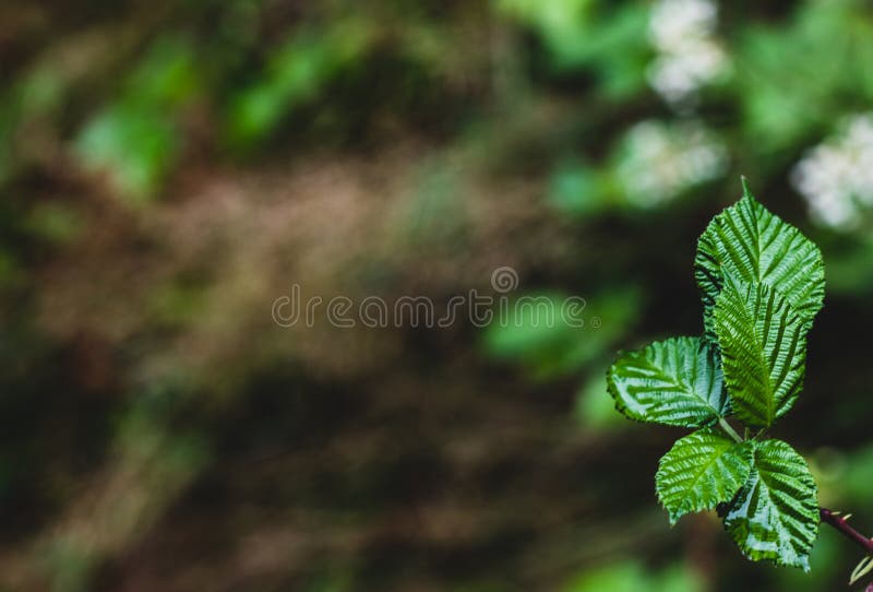 Wet Green Forest Floor Leaves Growing with Space for Text Stock Photo ...
