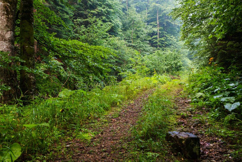 Wet green forest stock image. Image of landscape, path - 90476113