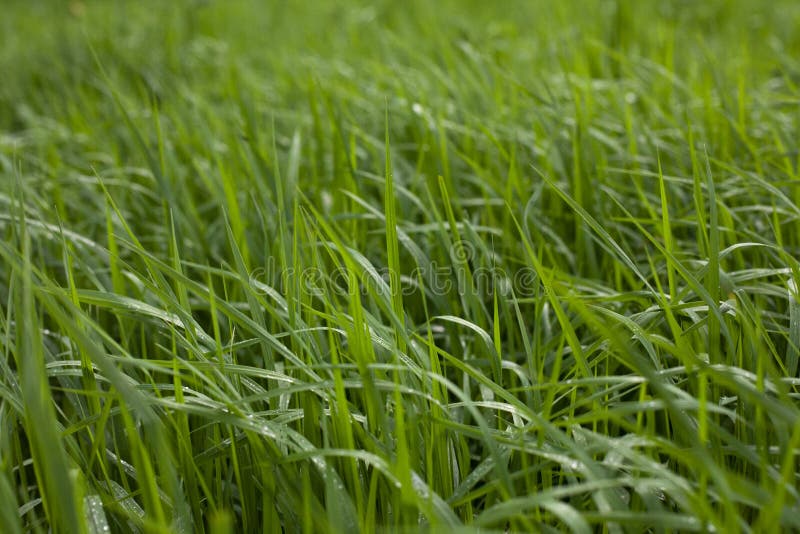 Wet Green Grass. Wet Plant Texture Stock Photo - Image of copyspace ...