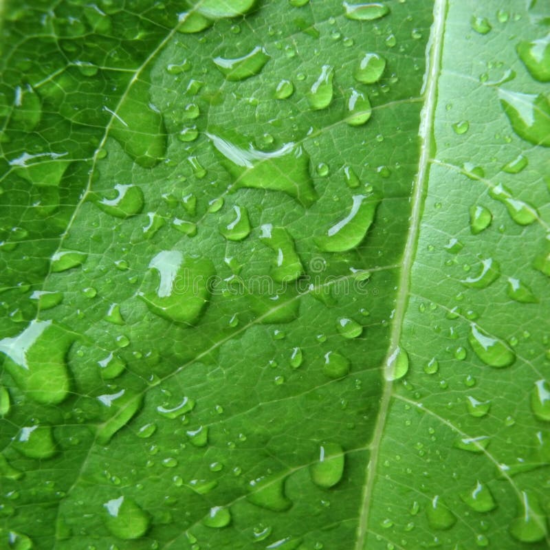 Wet green leaf stock image. Image of inspiration, cold - 6075703