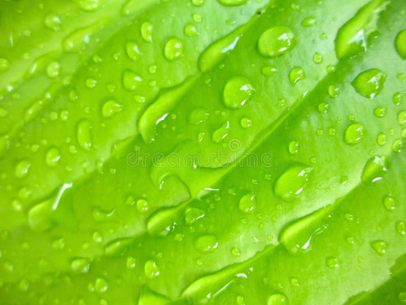 Wet green leaf stock photo. Image of dewdrop, ecology - 40773764
