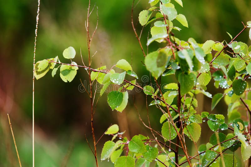 Wet Green Leaves of a Birch Tree in the Rain Stock Photo - Image of ...