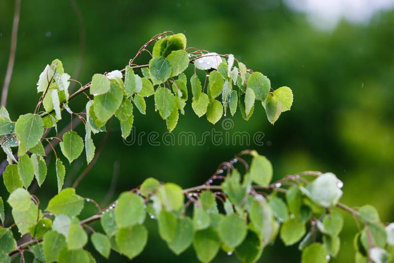 Wet Green Leaves of a Birch Tree in the Rain Stock Image - Image of ...