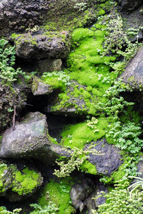 Moss Green On The Rocks, Wet With Water. Stock Photo - Image of ...
