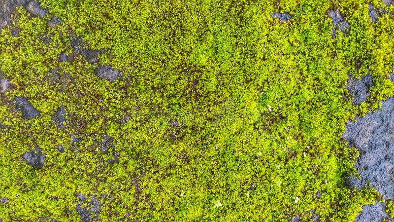 Wet Green Moss Texture in Rainy Season Stock Image - Image of rainy ...