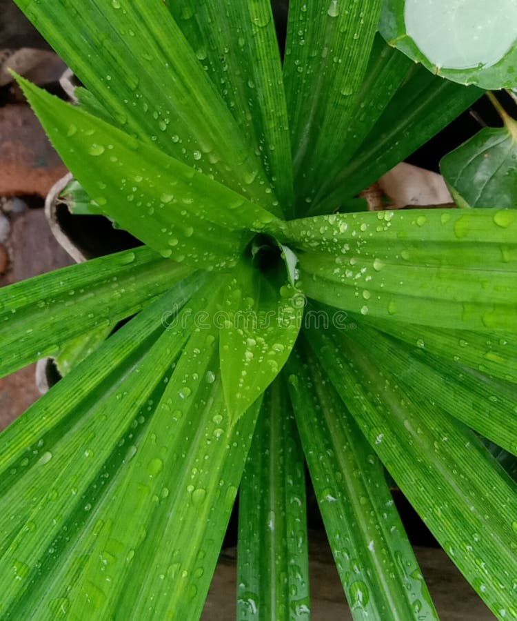 Wet Green Pandanus Plant in the Rain Stock Photo - Image of pandanus ...