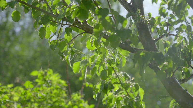 Wet Green Tree Leaves in the Sunlight Stock Footage - Video of trees ...