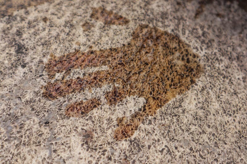 Wet handprints . stock photo. Image of flooring, wildlife - 339749400