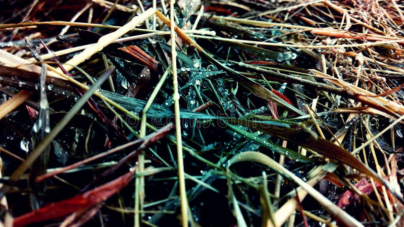 Wet hay & drops stock photo. Image of cooking, technology - 138349166