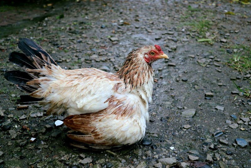 A Wet Hen after the Rain Somewhere in Medan, Indonesia Stock Photo ...
