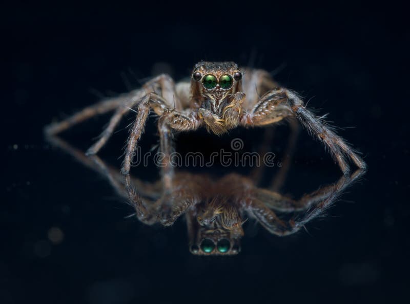 Wet Jumping Spider on the Glass Stock Photo - Image of animal, wild ...