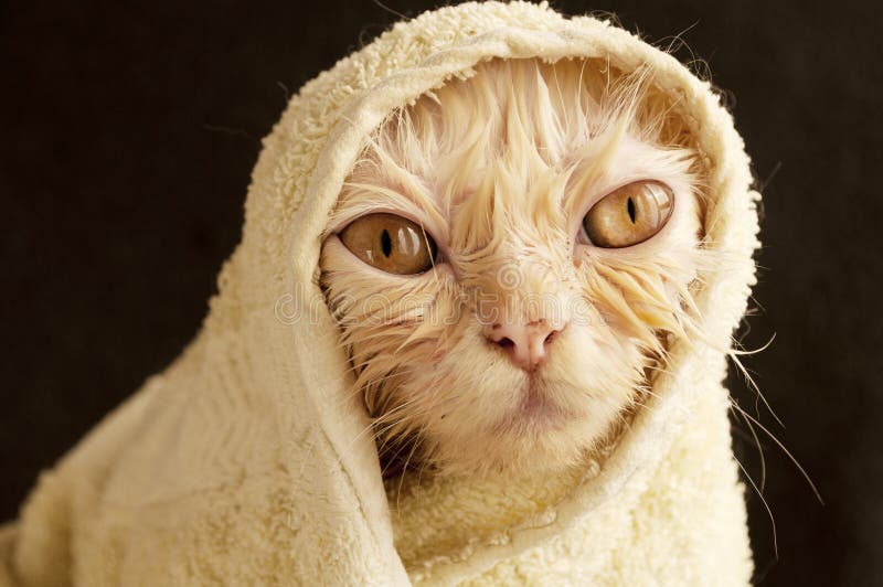 Wet kitty stock image. Image of unhappy, miserable, ugly - 35025927