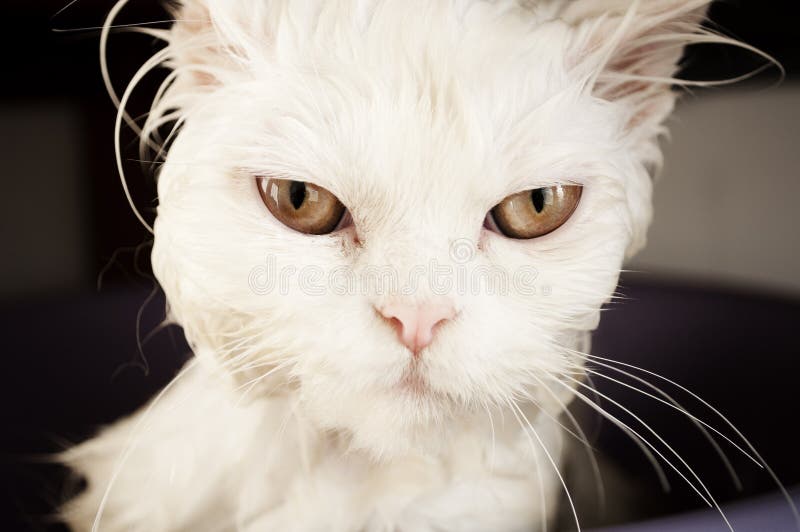 Wet kitty stock image. Image of ugly, white, purebred - 36273679