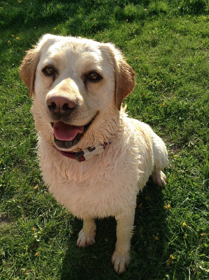 Washed dog stock image. Image of bathing, washed, labrador - 245691053
