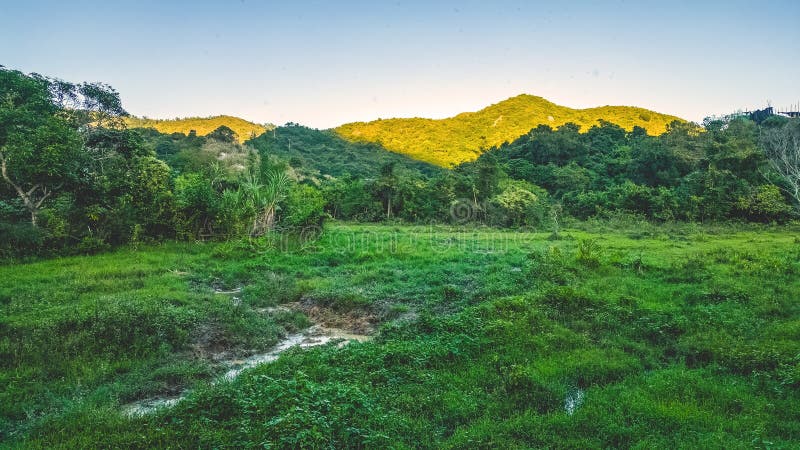 The Wet Land or Waste Land at Hong Kong Editorial Stock Image - Image ...