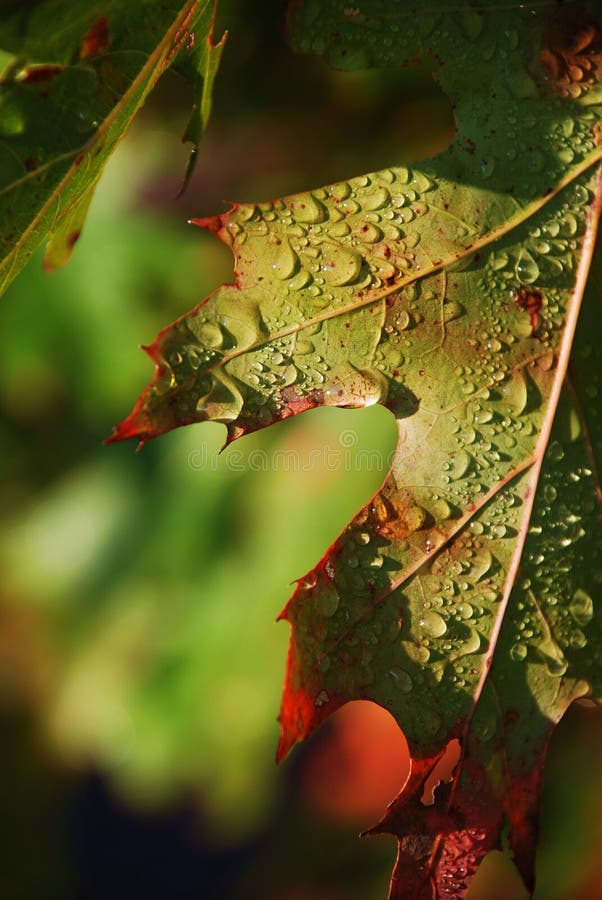 Wet leaf stock photo. Image of closeup, green, moist - 10126058