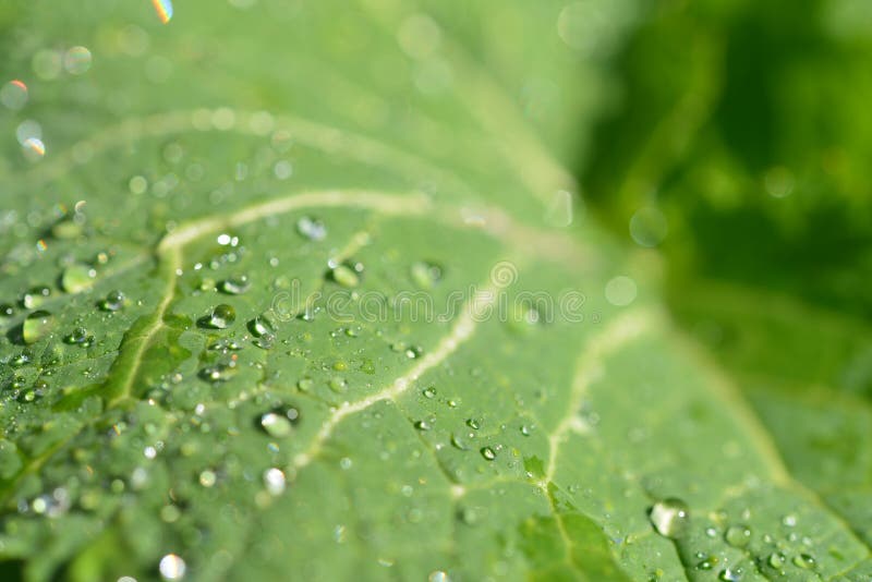 Wet leaf stock photo. Image of green, season, botany - 29181608