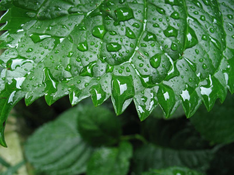 Wet Leaf 3 stock image. Image of spring, green, natural - 505247