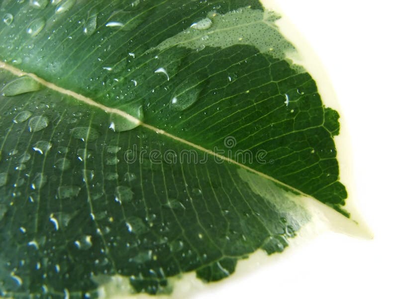 Wet Leaf Picture. Image: 3321400