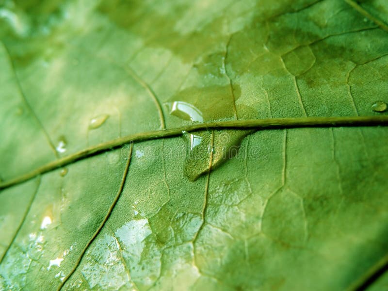 Wet leaf stock image. Image of green, droplets, macro, water - 651691