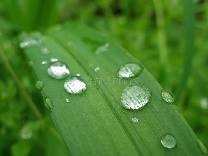 Wet Leaf stock photo. Image of reflection, water, lily - 700006