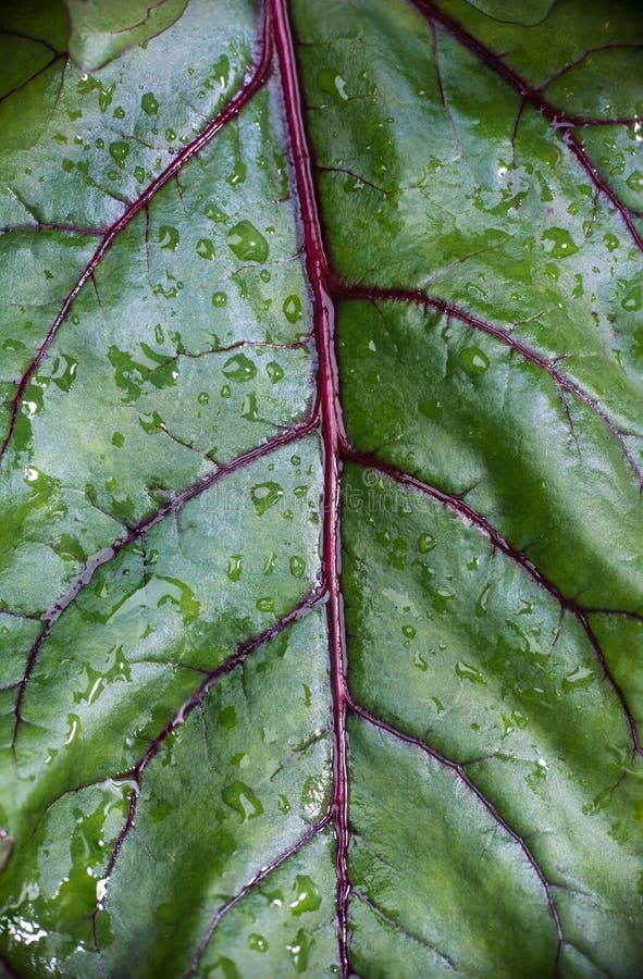 Wet Leaf of Beet Tops, Photographed Close-up. Background, Macro Stock ...