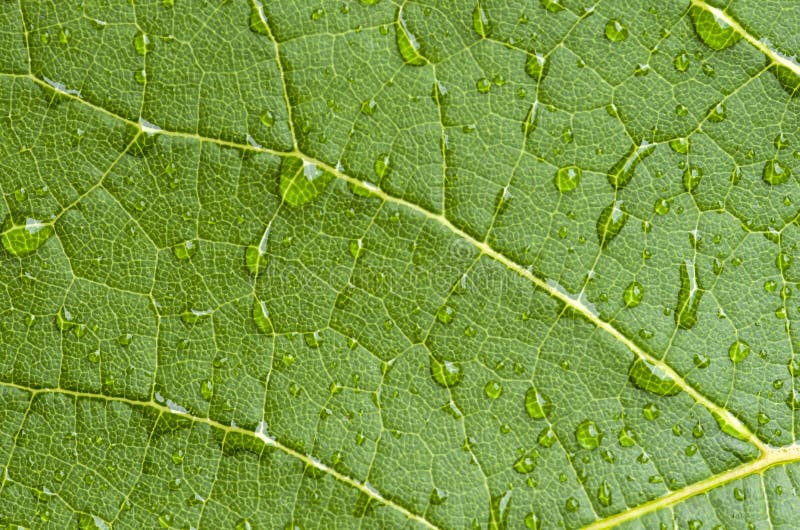 Wet leaf stock image. Image of rain, pattern, plant - 122183319