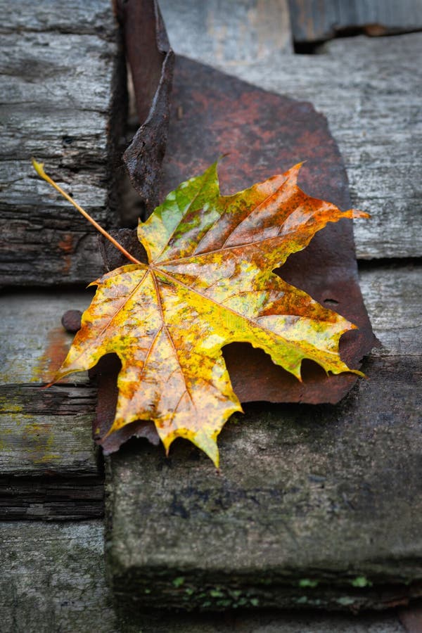 Wet Leaf. Colored Fallen Leaf. Fading Leaf Close-up. Country Style ...