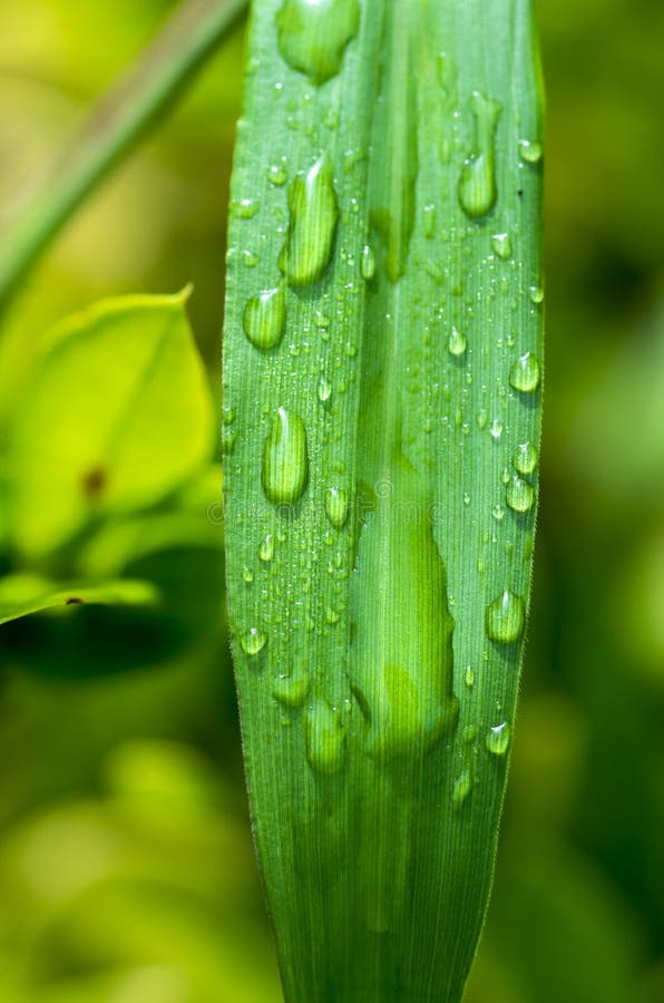 Wet leaf stock image. Image of water, jungle, macro, nature - 87646031