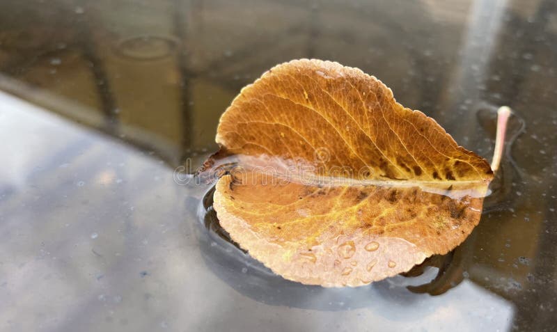 Wet leaf in a puddle stock photo. Image of cold, outside - 237055710